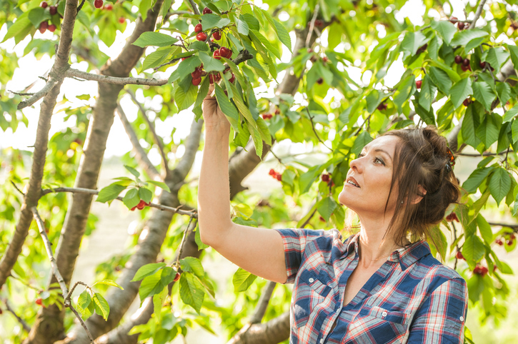 Cherry-picking case offers lessons learned for compliance